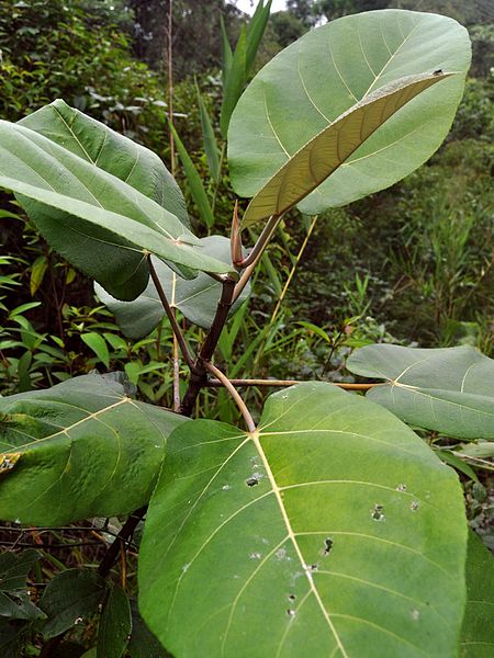 Ficus padana - EcuRed