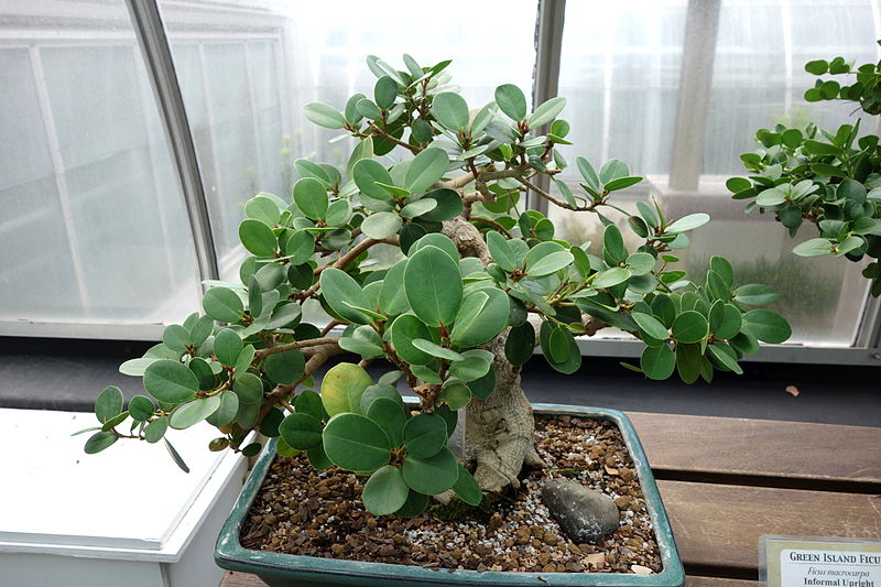 Ficus punctata - EcuRed