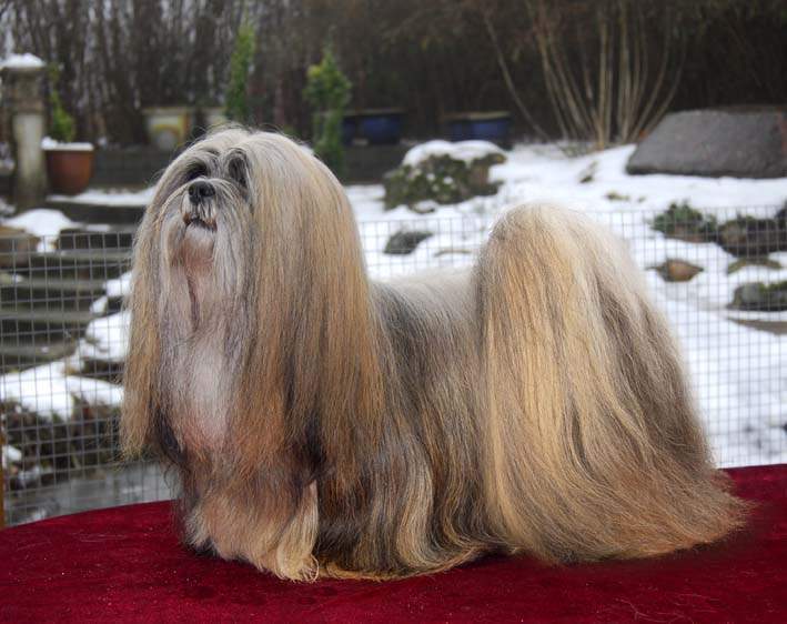 Lhasa Apso - EcuRed