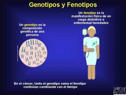 Genotipo - EcuRed
