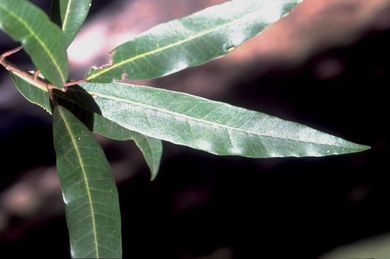 Ficus botryoides - EcuRed