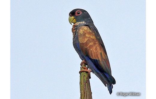 Pionus chalcopterus - EcuRed