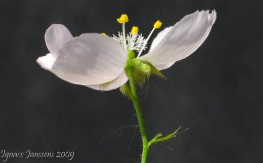 Drosera andersoniana - EcuRed