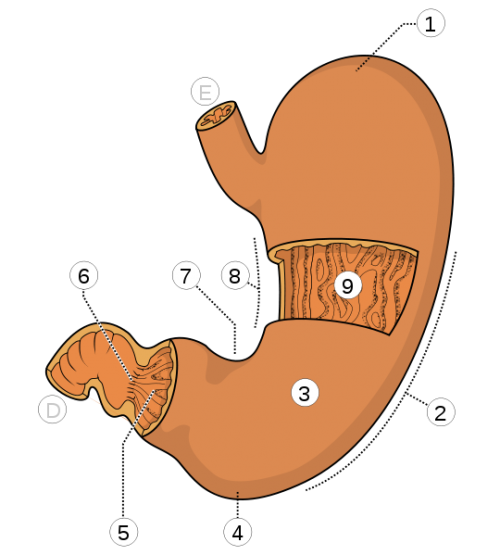 Plantilla:Ficha de anatomía - EcuRed
