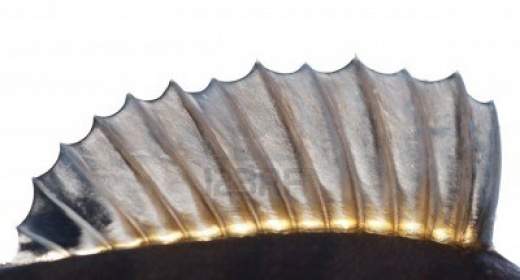 Aleta dorsal - EcuRed