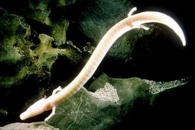 OLM - EcuRed