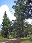Pinus caribaea - EcuRed