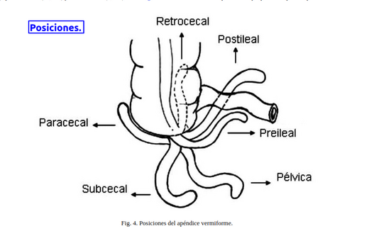 Apéndice vermiforme - EcuRed