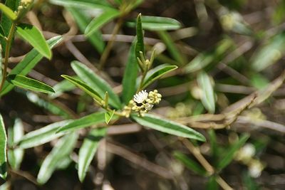 Croton linearis - EcuRed