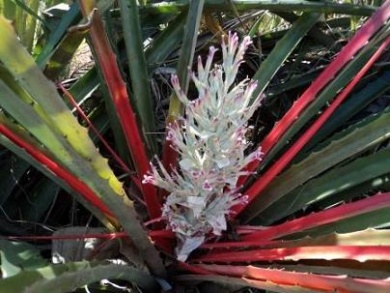 Piña de ratón - EcuRed