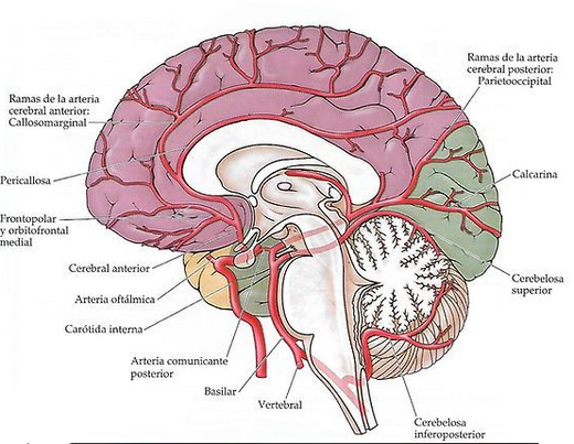 Arteria frontopolar - EcuRed