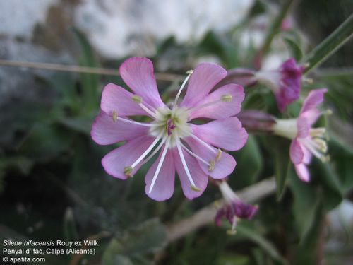 Silene hifacensis - EcuRed