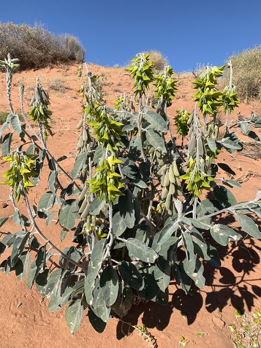 Crotalaria bamendae - EcuRed