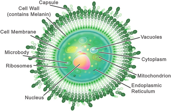 Cryptococcus neoformans - EcuRed