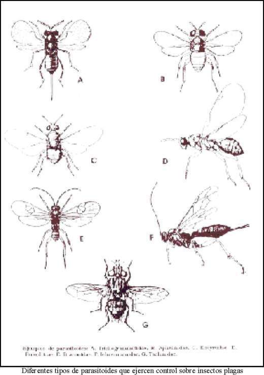 Insectos parasitoide - EcuRed