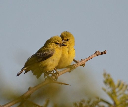 Anthoscopus parvulus - EcuRed