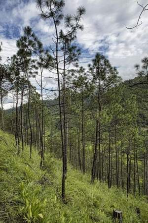 Pinus roxburghii - EcuRed