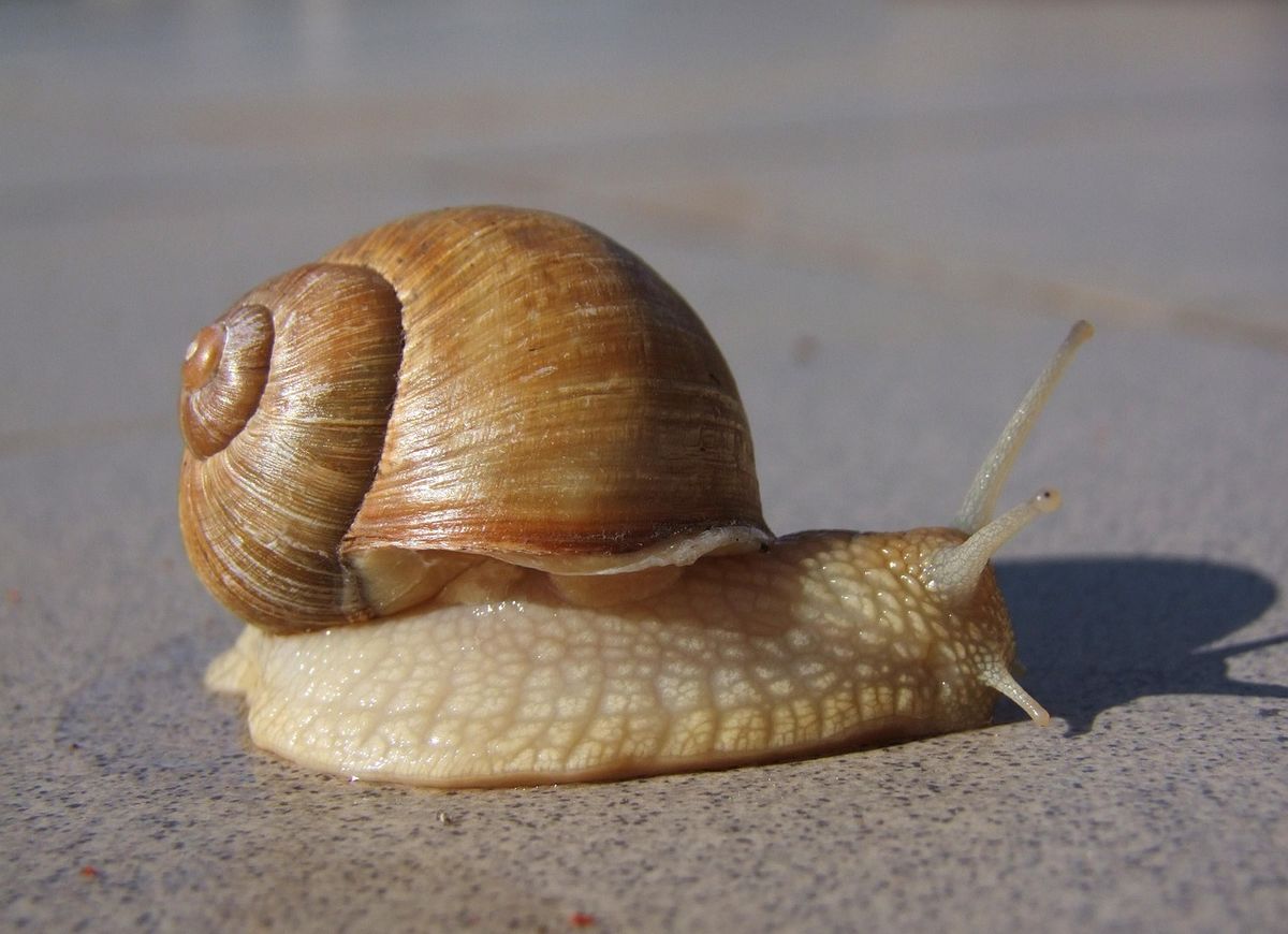Helix Pomatia - EcuRed