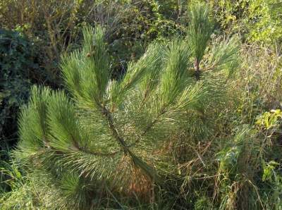 Pinus pinaster - EcuRed