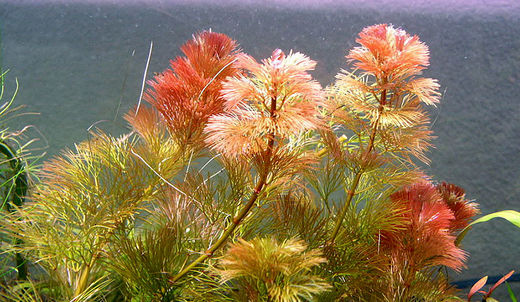 Cabomba furcata - EcuRed
