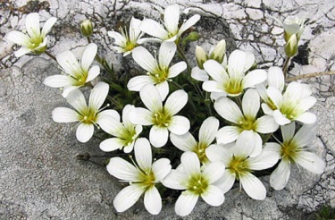 Arenaria grandiflora - EcuRed