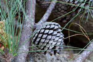 Pinus tecunumanii - EcuRed