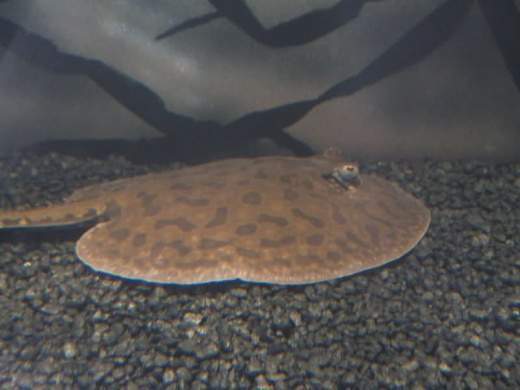 Potamotrygon yepezi - EcuRed
