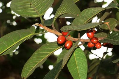 Ficus forstenii - EcuRed