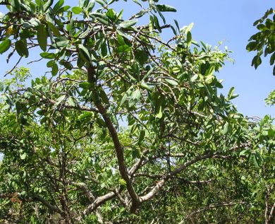 Ficus stuhlmannii - EcuRed
