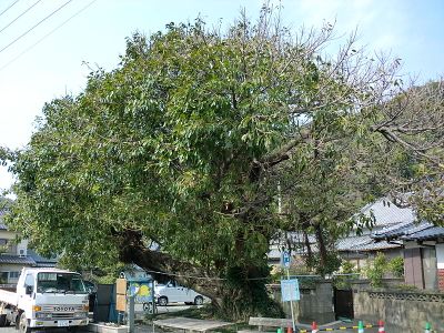 Ficus superba - EcuRed