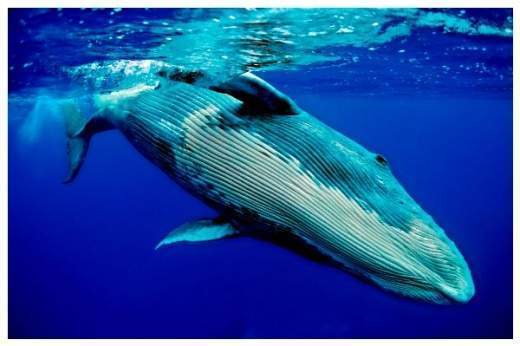Ballena azul - EcuRed