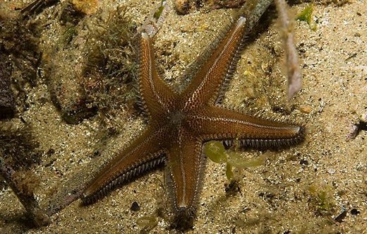 Astropecten spinulosus - EcuRed