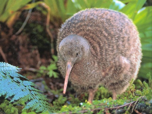 Kiwi (animal) - EcuRed