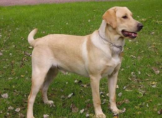 Labrador retriever - EcuRed