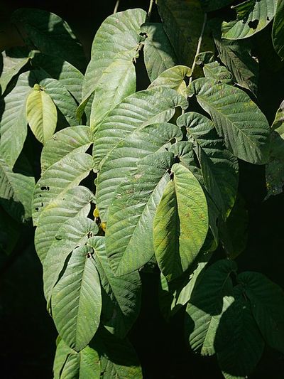 Ficus semicordata - EcuRed