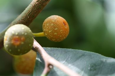 Ficus sinuata - EcuRed