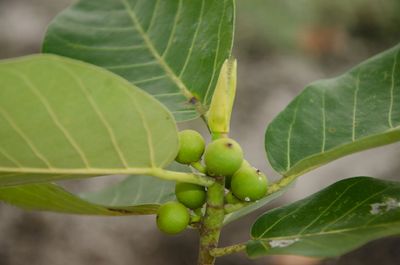 Ficus trichopoda - EcuRed
