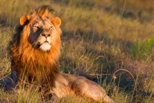 Panthera leo - EcuRed