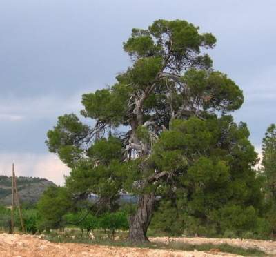 Pinus halepensis - EcuRed