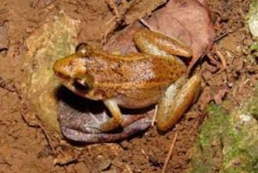 Eleutherodactylus adelus - EcuRed
