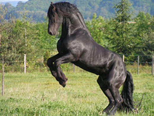 Caballo frisón - EcuRed