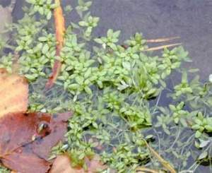 Plantas acuáticas sumergidas - EcuRed
