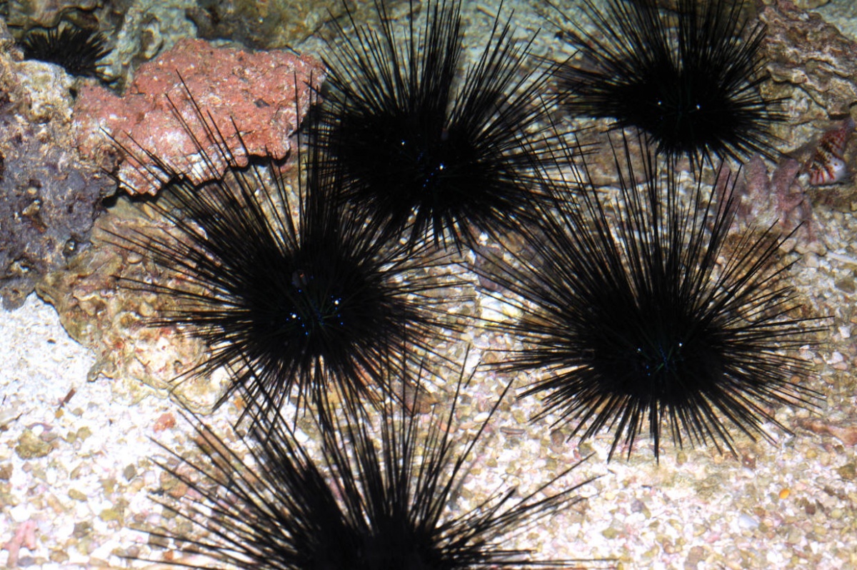 Diadema antillarum - EcuRed