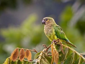 Aratinga Pertinax - EcuRed