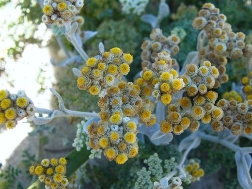 Helichrysum patulum - EcuRed