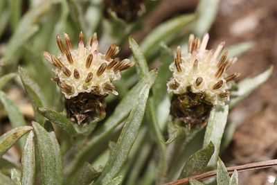 Antennaria dimorpha - EcuRed