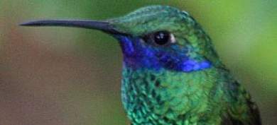 Colibrí coliblanco - EcuRed