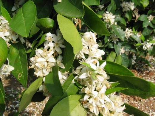 Flor de Azahar - EcuRed