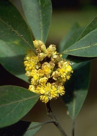 Lauraceae - EcuRed