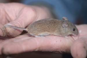 Ratón moruno - EcuRed